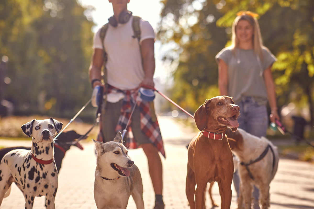 Thriving Pet Business Ideas For A Successful Venture WorkWave Thriving Pet Business Ideas For A Successful Venture WorkWave